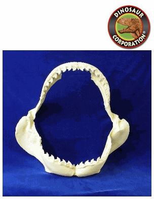 Tiger Shark Jaw For Sale