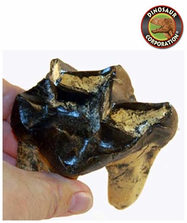 Titanothere Brontotherium Tooth For Sale | Dinosaur Corporation
