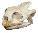 Reptile Skulls For Sale | Dinosaur Corporation