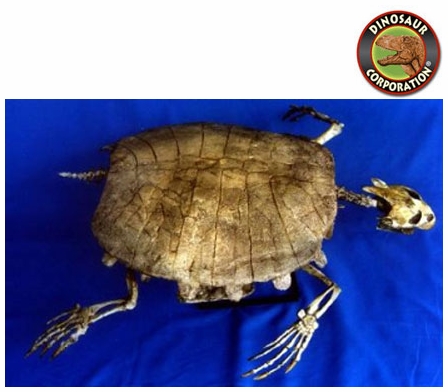 Trionyx Turtle Skeleton | Dinosaur Corporation