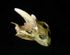 Trionyx Turtle Skull | Dinosaur Corporation