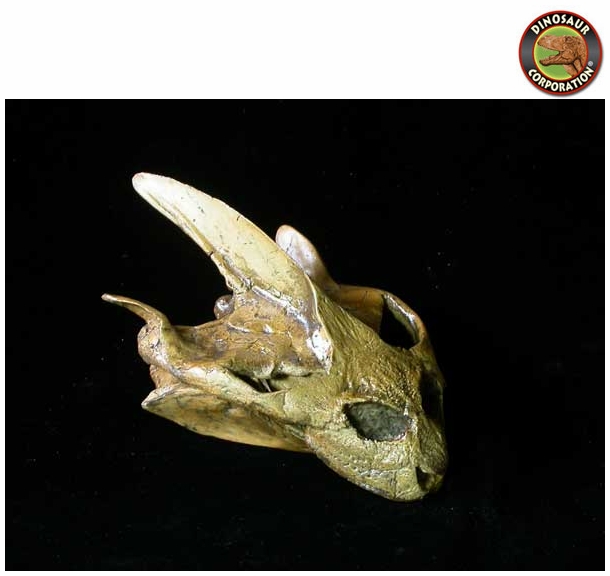 Trionyx Turtle Skull | Dinosaur Corporation
