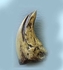 Troodon Foot Claw For Sale | Dinosaur Corporation