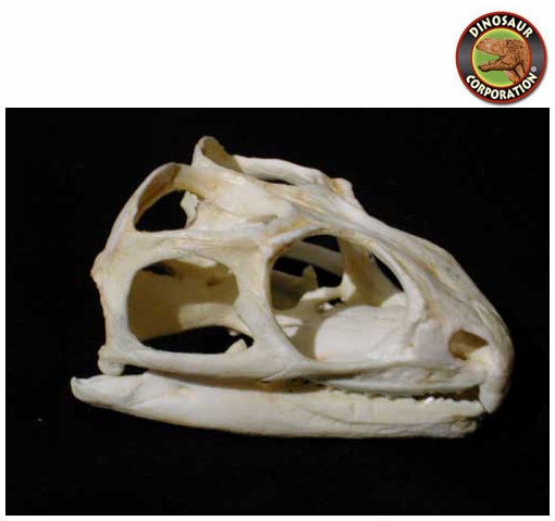 Tuatara Skull | Dinosaur Corporation
