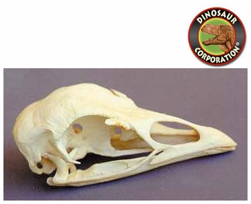 Turkey Skull | Dinosaur Corporation