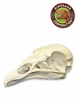 Turkey Vulture Skull | Dinosaur Corporation
