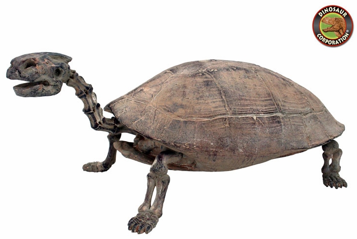 Prehistoric Turtle skeleton Replica | Dinosaur Corporation