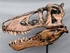Tyrannosaurus rex Skull For Sale | T-rex Fossil Replica | Dinosaur ...