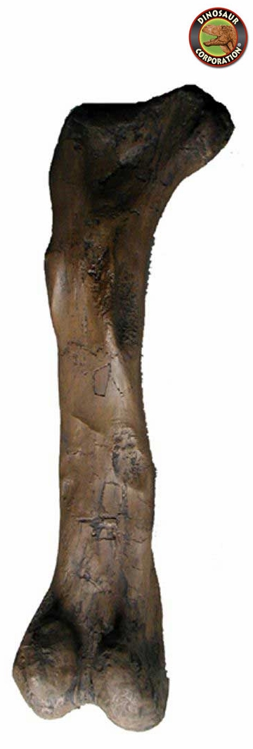 Tyrannosaurus rex Femur For Sale | Dinosaur Corporation