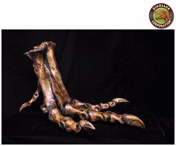 Tyrannosaurus rex Foot For Sale | Fossil Replica | Dinosaur Corporation