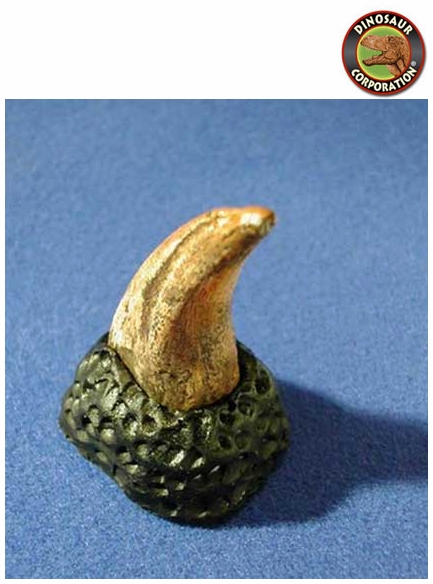 Tyrannosaurus rex Hand Claw for Sale | Dinosaur Corporation