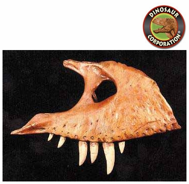 Tyrannosaurus rex Maxilla For Sale | Fossil Replica | Dinosaur Corporation