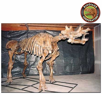 Uintatherium Skeleton Unmounted | Dinosaur Corporation