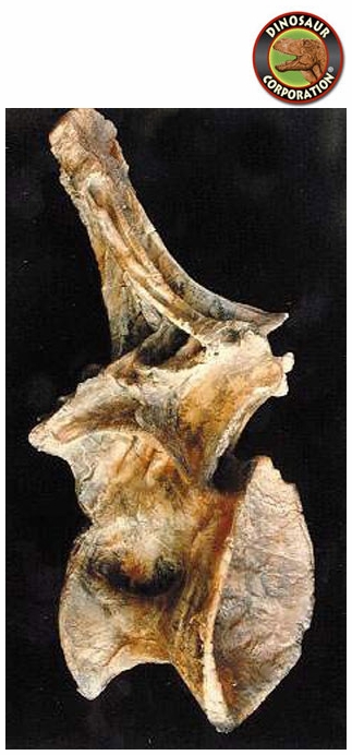 Ultrasaurus Skeleton