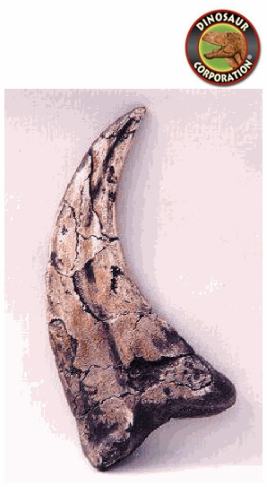 Utahraptor Claw