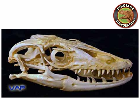 Varanus Salvator Skull For Sale | Dinosaur Corporation