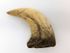 Velociraptor Claw | Fossil Replica
