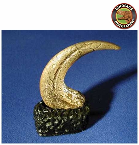 Velociraptor Claw for Sale | Dinosaur Corporation