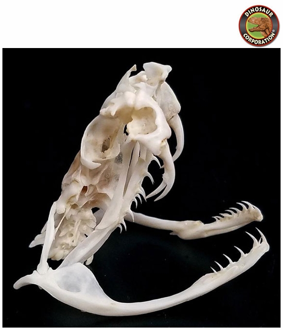 Western Diamondback Rattlesnake Skull | Dinosaur Corporation