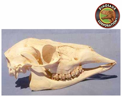 White Tailed Deer Skull Doe For Sale | Dinosaur Corporation