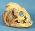 Wolf Eel Skull For Sale | Dinosaur Corporation