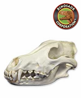 Wolf Skulls For Sale | Dinosaur Corporation