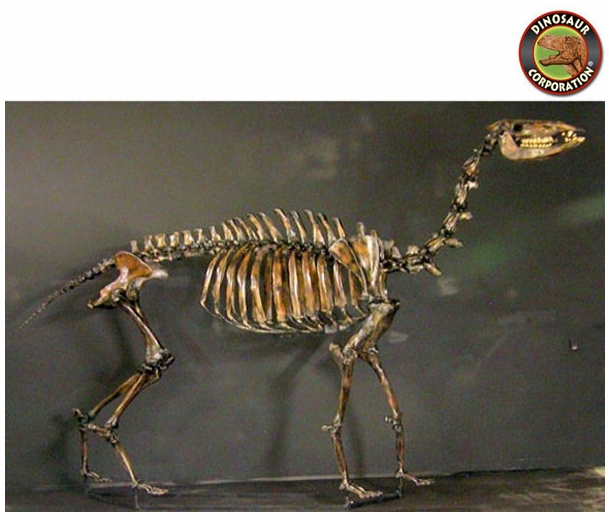 Yesterday's Camelops hesternus Skeleton For Sale | Dinosaur Corporation