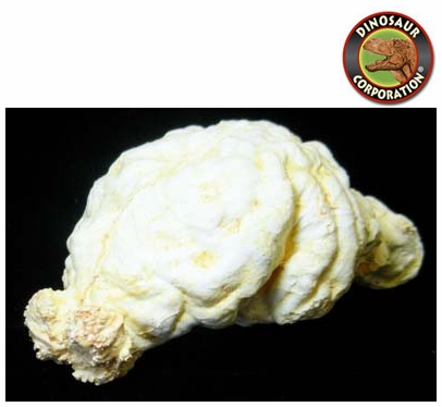 Zebra Brain | Dinosaur Corporation