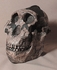 Zinjanthropus Skull Australopithecus boisei Skull For Sale | Dinosaur ...