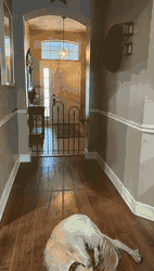 3' Standard Gate for Inside Doggy Gate