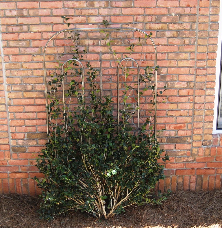 Huge Wrought Iron Square Garden Trellis - 40" Wide