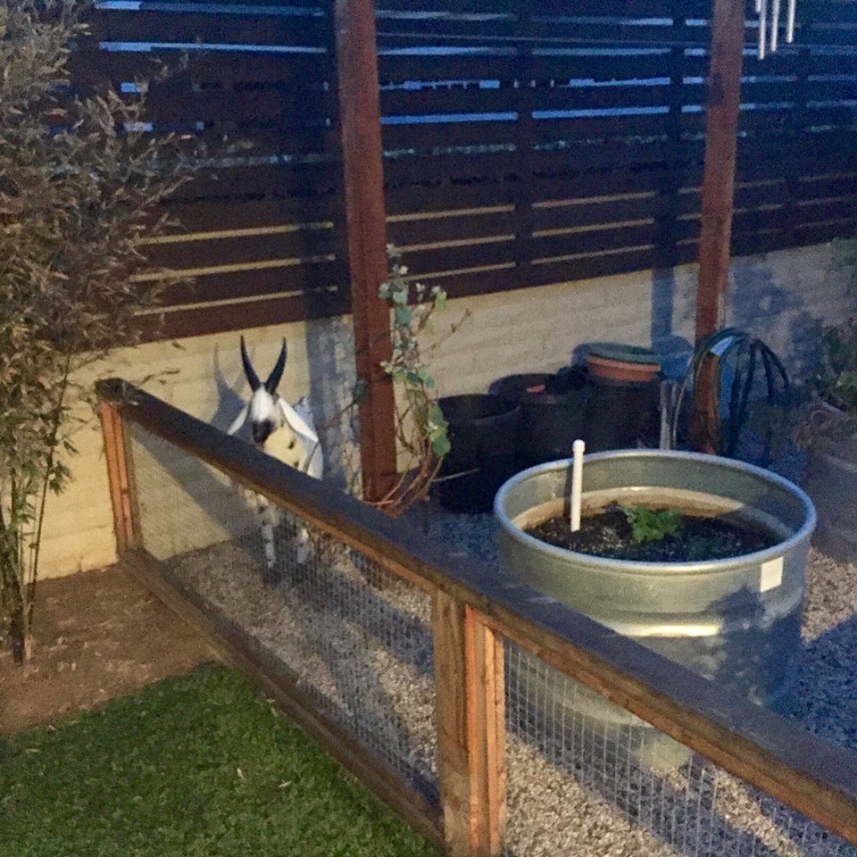 Our Metal Goat Found A New Home