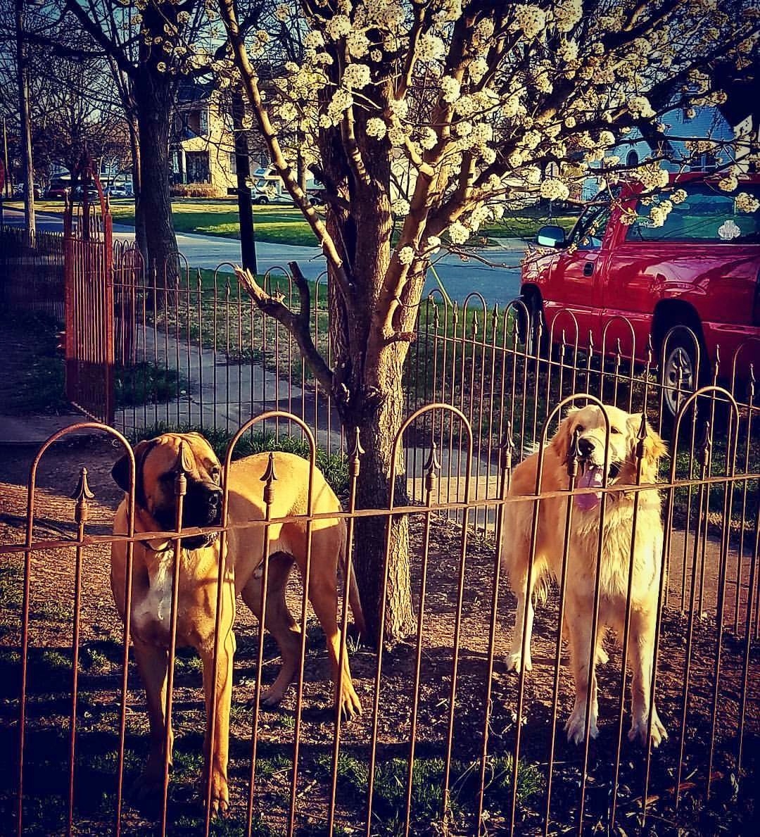 Perimeter 4ft Tall Fence Keeping Dogs Safe