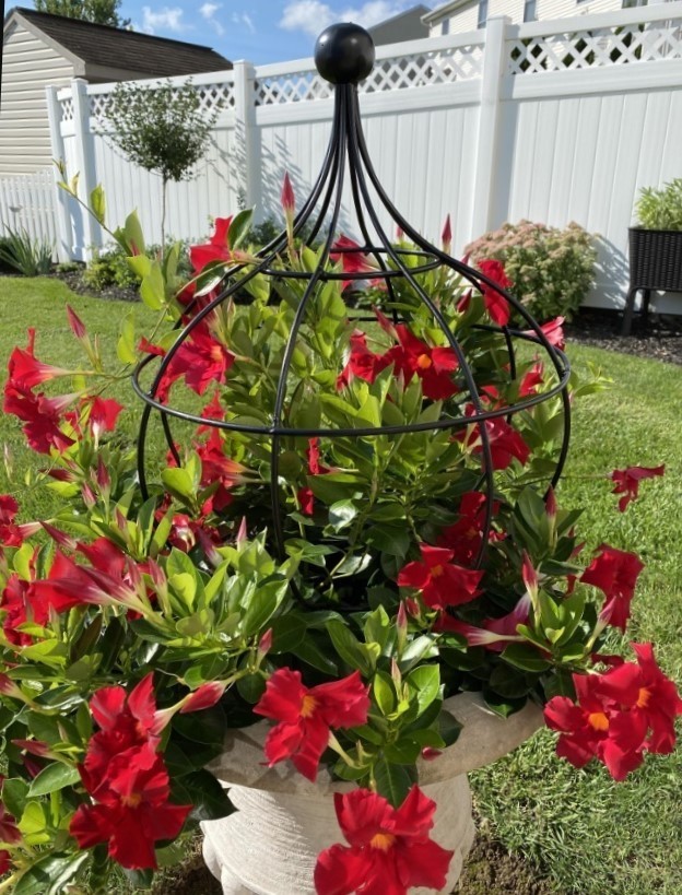 Wrought Iron Large Bob Topiary - Sphere Plant Support