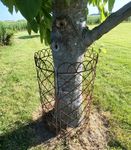 Wrought Iron Tree Surround Fence Decorative Edging
