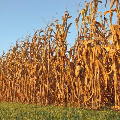 Fall Memories: Corn 12 x 12 Paper