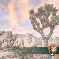 National Parks: Yosemite 12 x 12 Paper