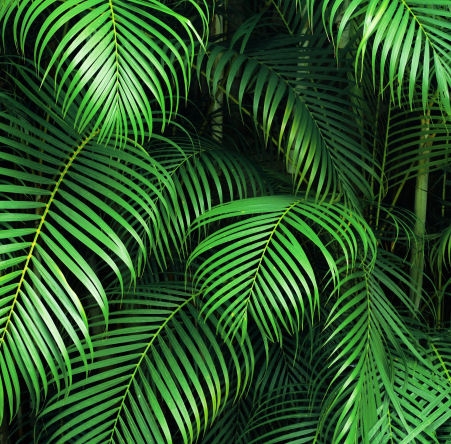 Palm Tree Background 12 x 12 Paper