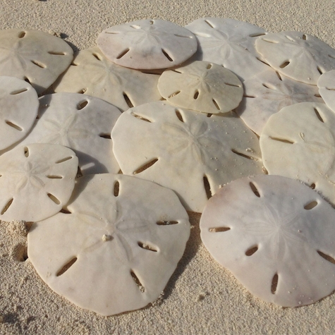 Sand Dollars 12 x 12 Paper