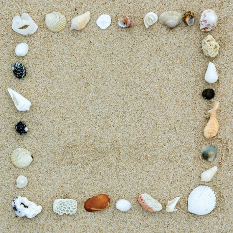 Seashell Border 12 x 12 Paper