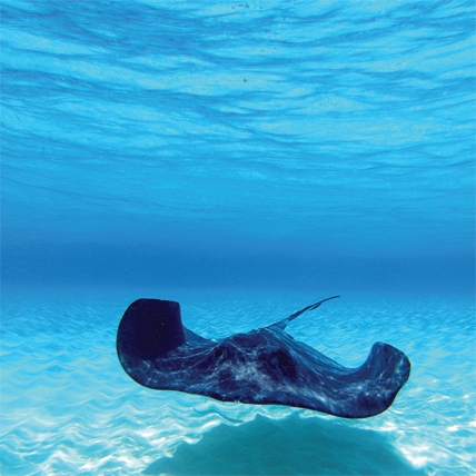 Stingray 12 x 12 Paper