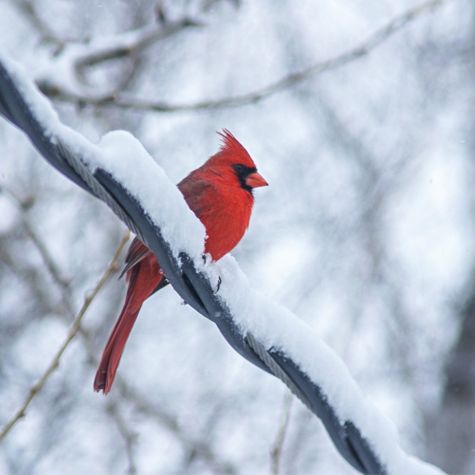 Winter Cardinal 12 x 12 Paper