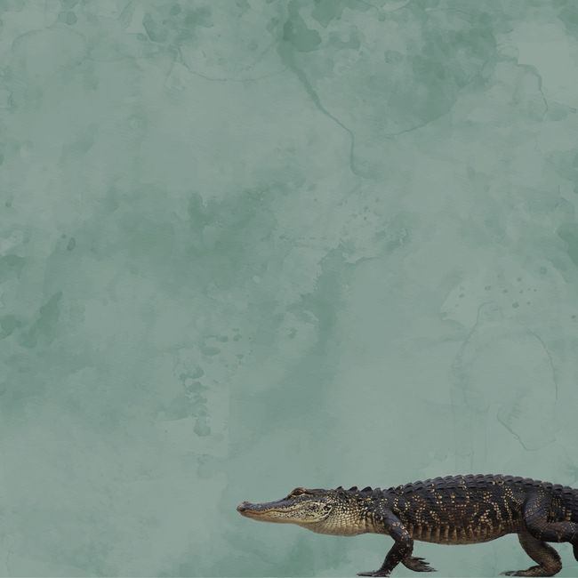 Zoo Animals: Alligator 12 x 12 Paper