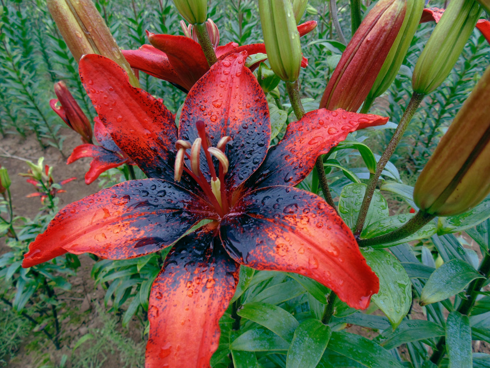 'Caldera' - Asiatic Hybrid Lily Bulb