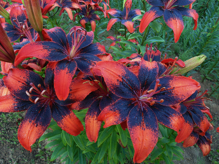 'Caldera' - Asiatic Hybrid Lily Bulb