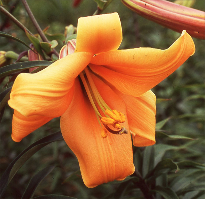 'Copper King' (Strain & Clone)