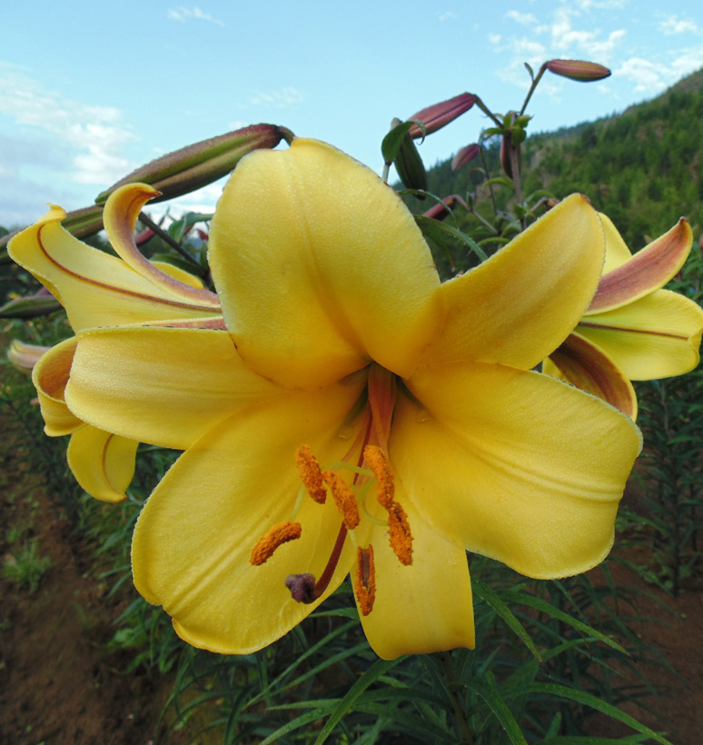 Golden Splendor