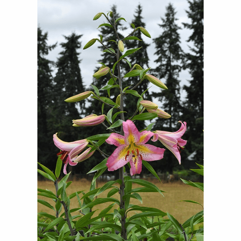 Helen of Troy - J. Mak Oriental™