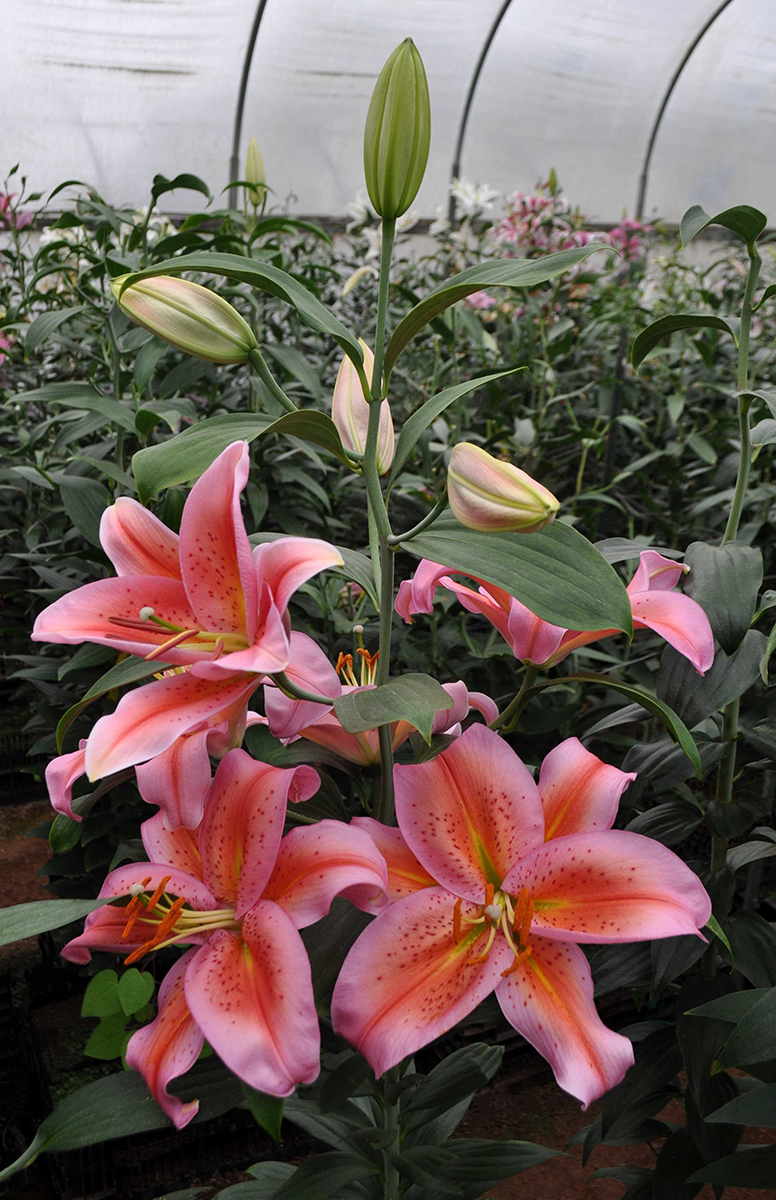 Kon-Tiki - J. Mak Oriental Hybrid™