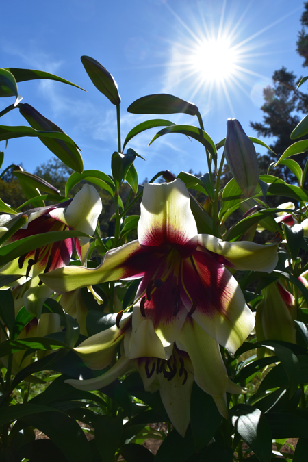 'Kushi Maya' (Species x Oriental)